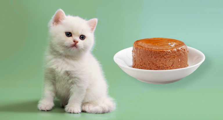 The 10 Best Kitten Foods - Pet Food Sherpa